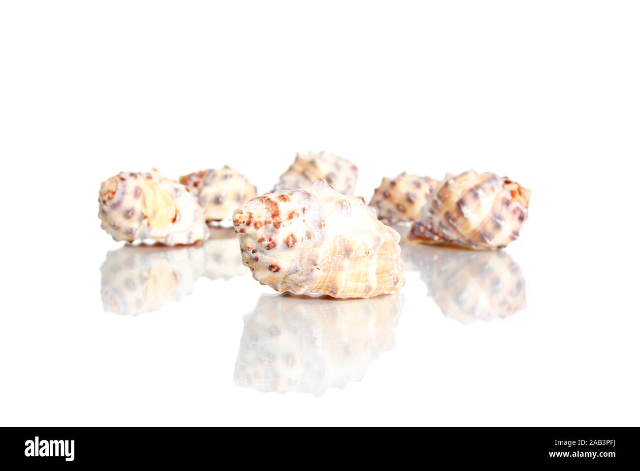 Muscheln nordsee hi-res stock photography and images - Alamy