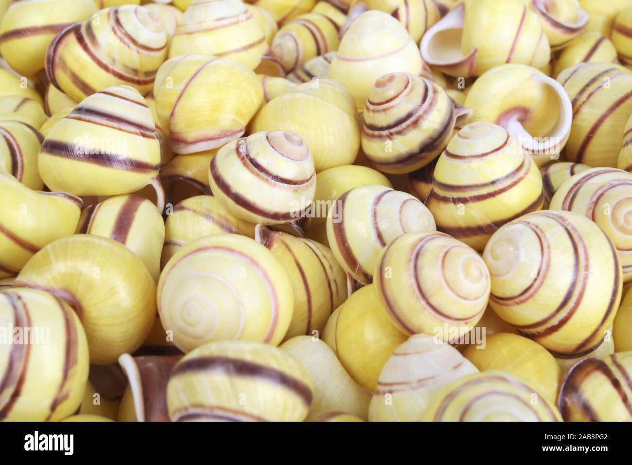 Muschel muscheln hi-res stock photography and images - Alamy