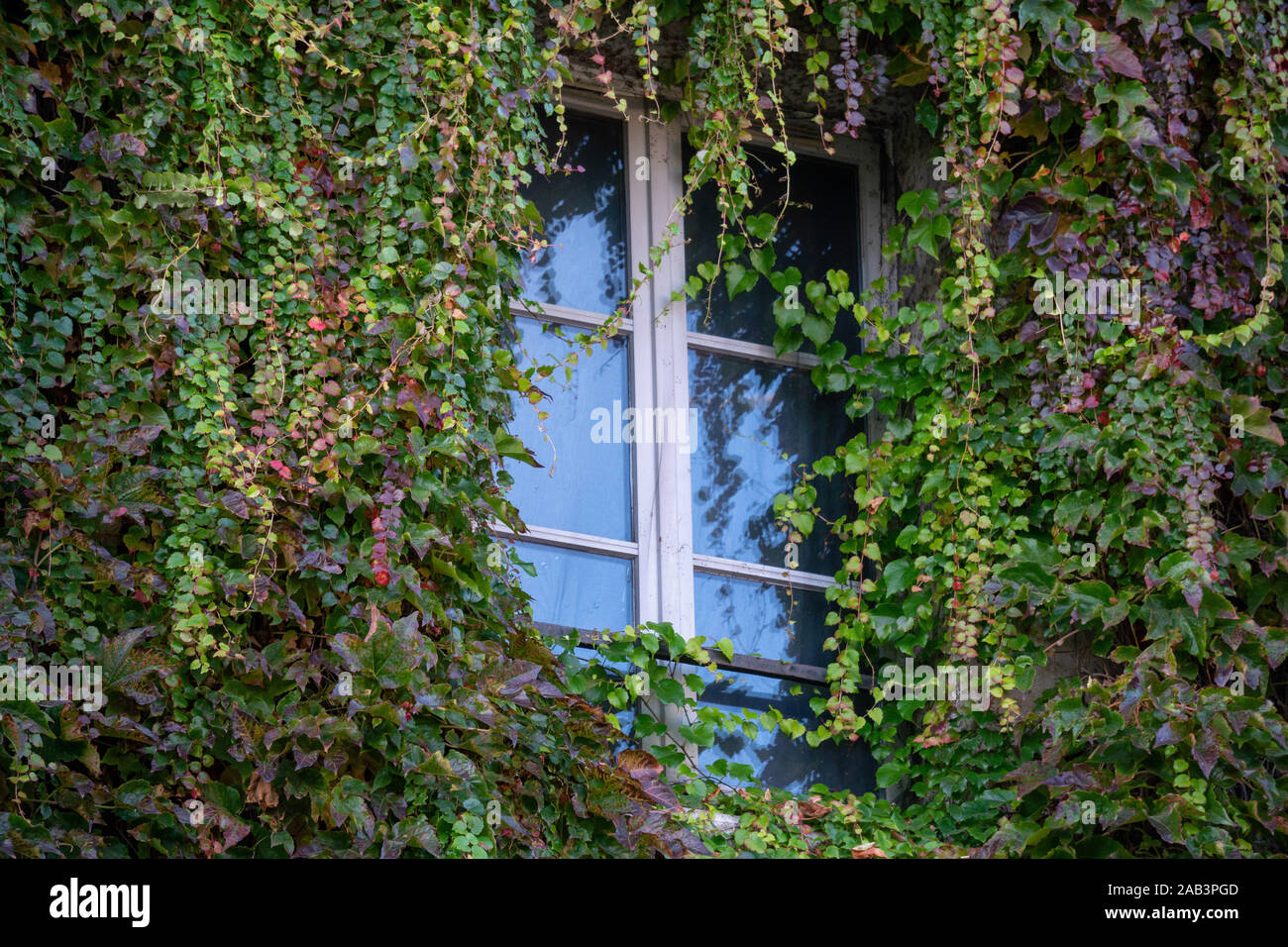 Overgrown ivy fascade window greenery europe greening Stock Photo - Alamy