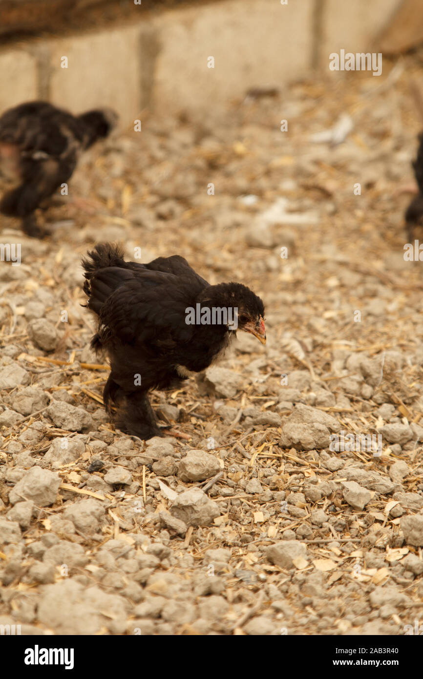 Black australorp chicken in poultry farm. Rural life Stock Photo - Alamy