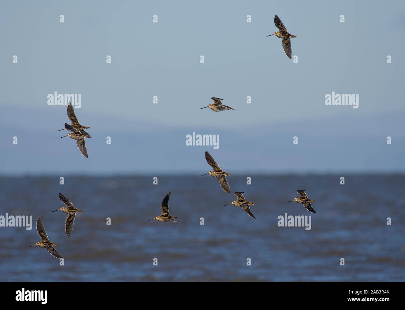 Uk snipe bird flying common hi-res stock photography and images - Alamy