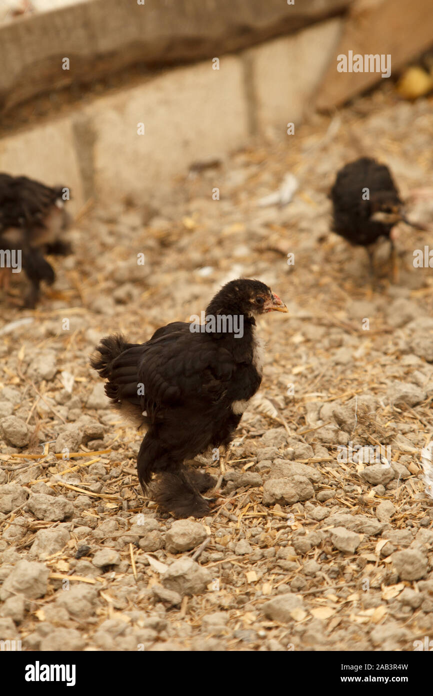 Black australorp chicken in poultry farm. Rural life Stock Photo - Alamy