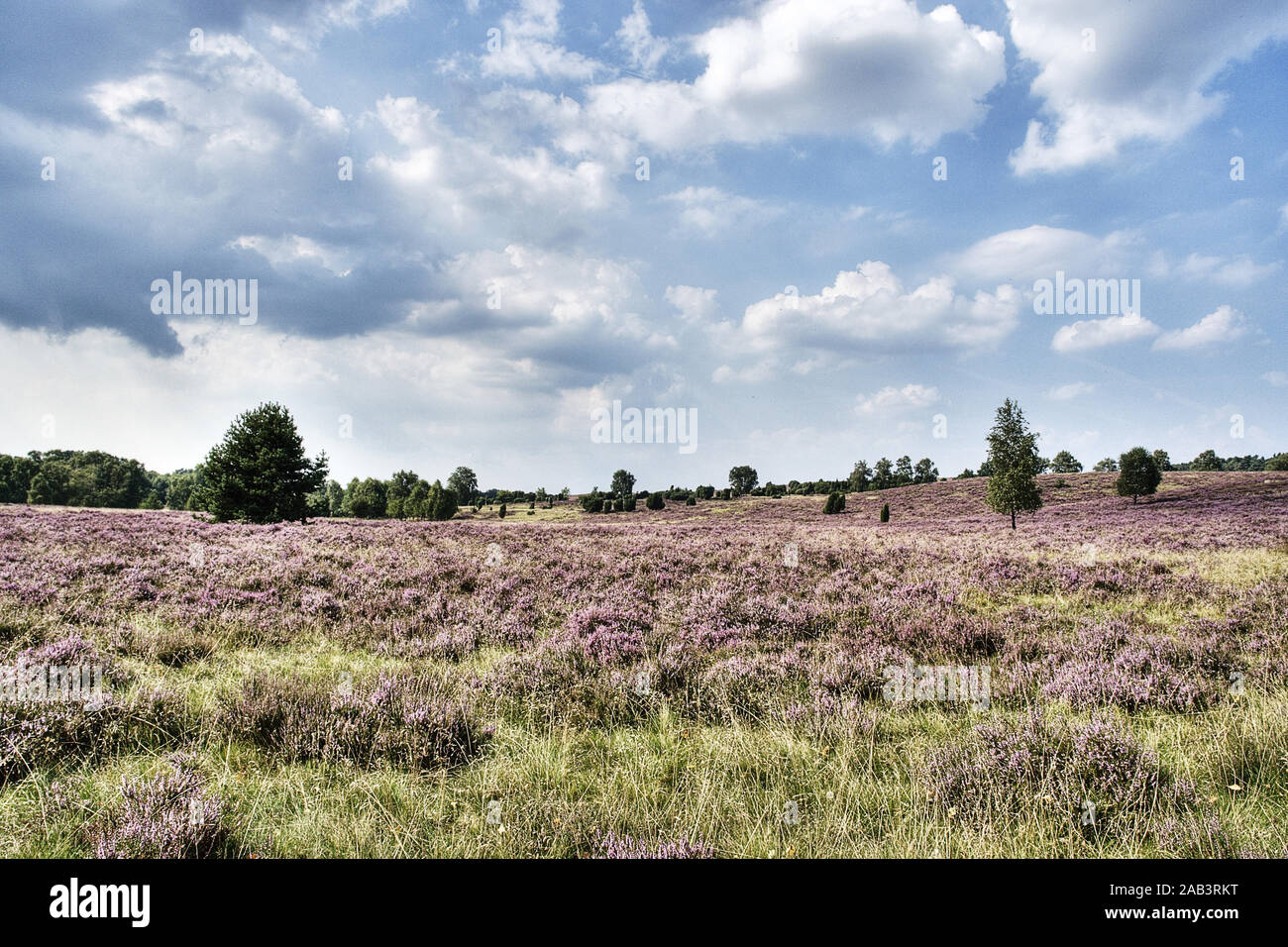 Heidelandschaften hi-res stock photography and images - Alamy