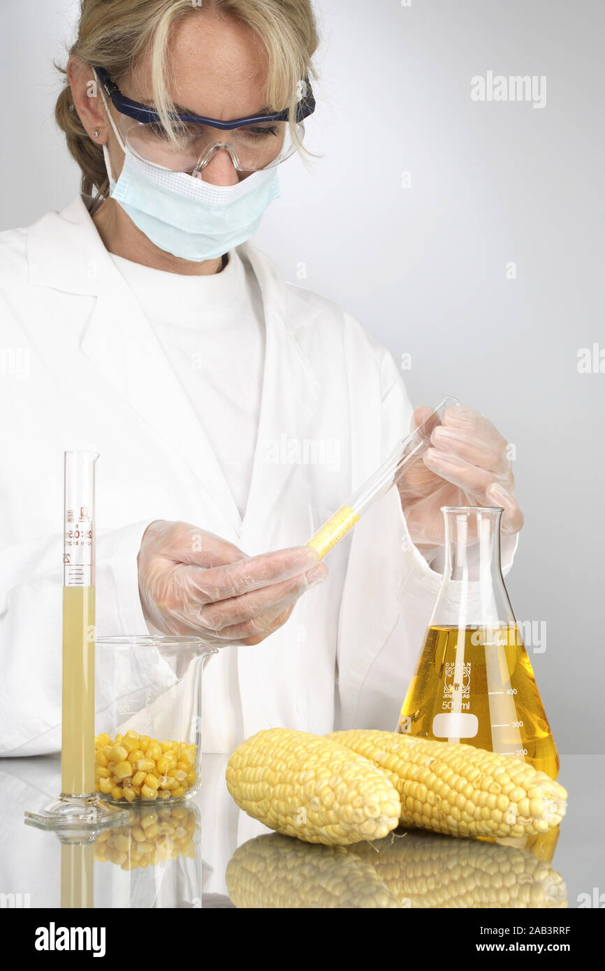Laborantin untersucht Mais im Labor Stock Photo - Alamy