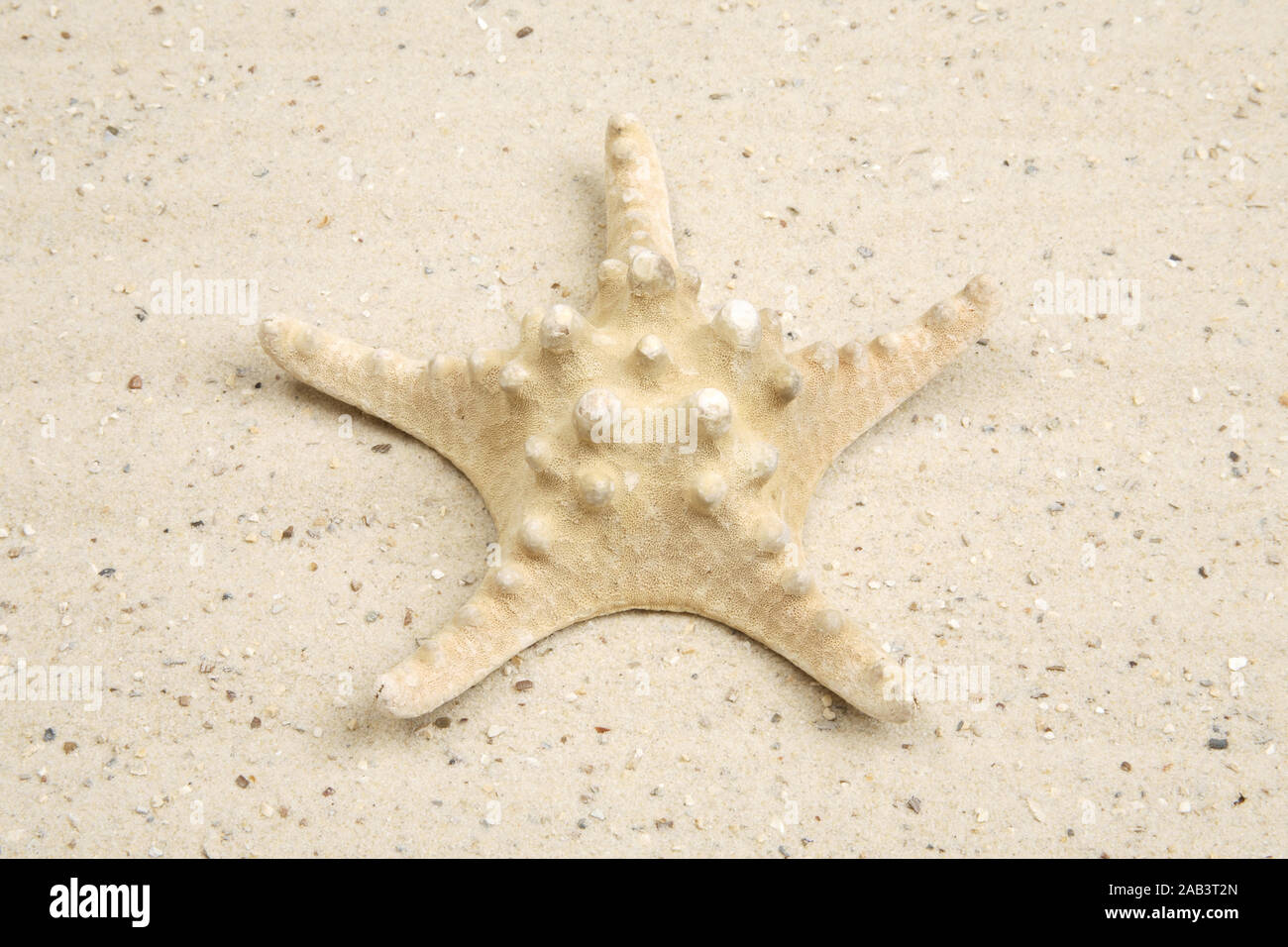 Stachelhaeuter hi-res stock photography and images - Alamy