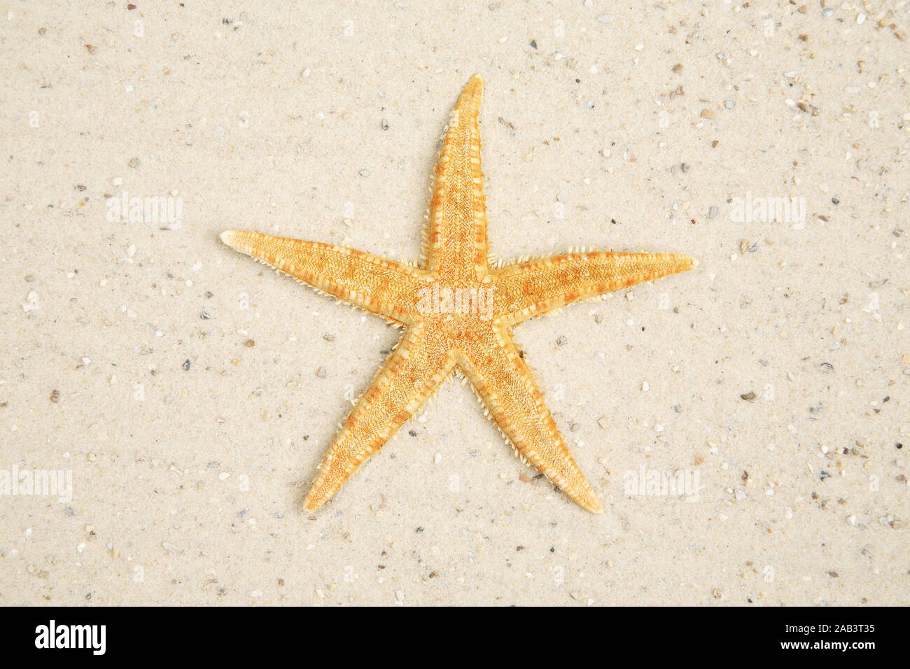 Seestern hi-res stock photography and images - Alamy