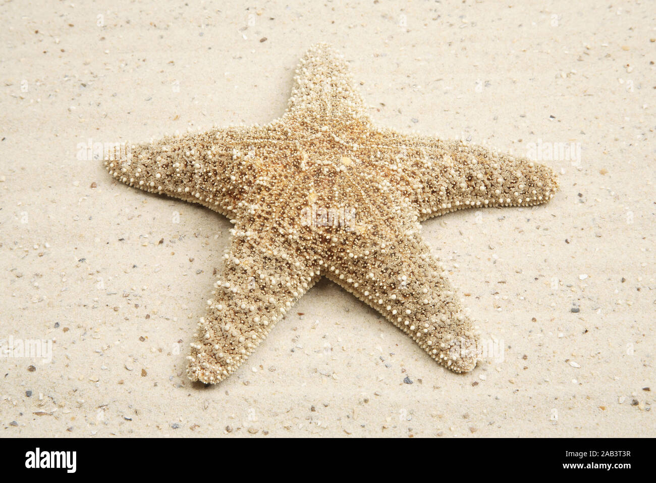Seestern hi-res stock photography and images - Alamy