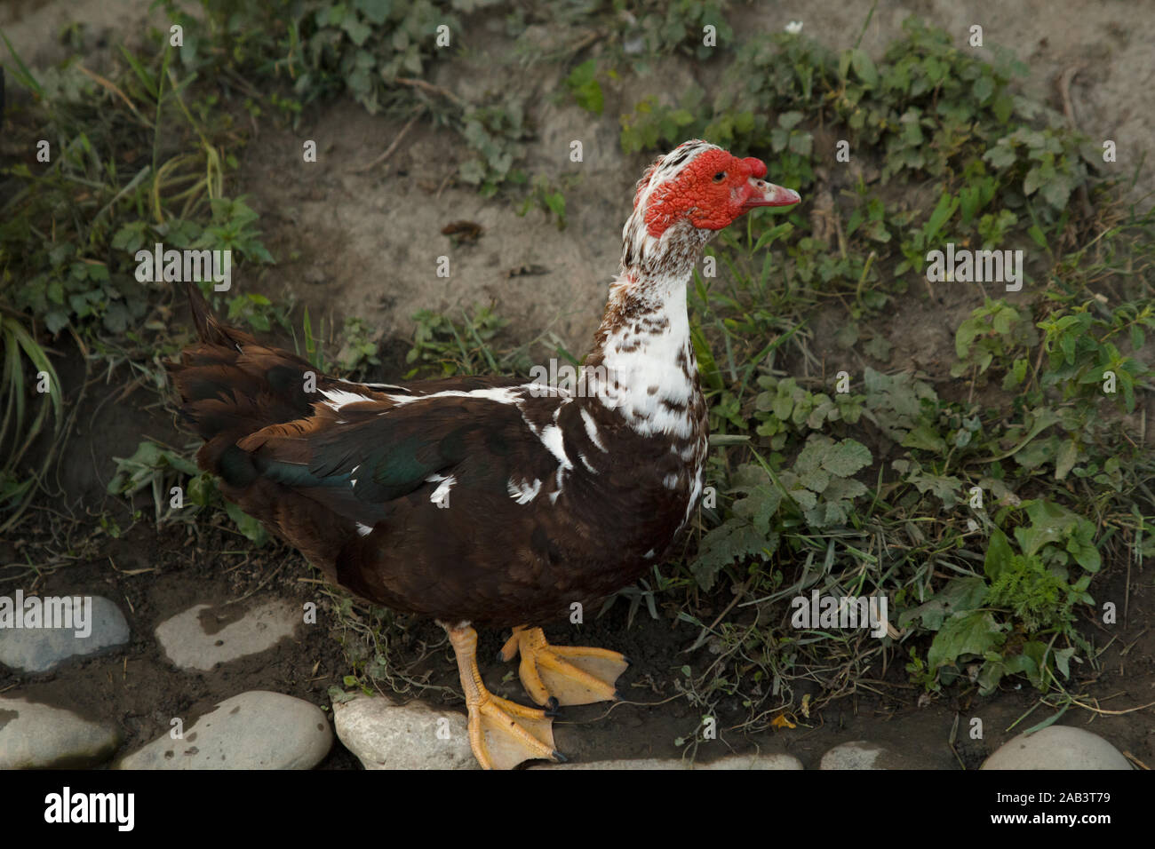 Rural duck hi-res stock photography and images - Alamy