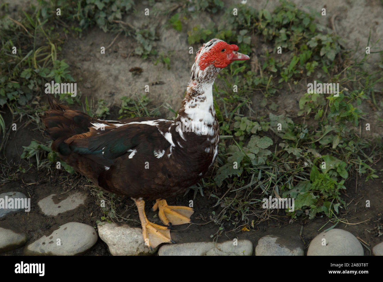 Rural duck hi-res stock photography and images - Alamy