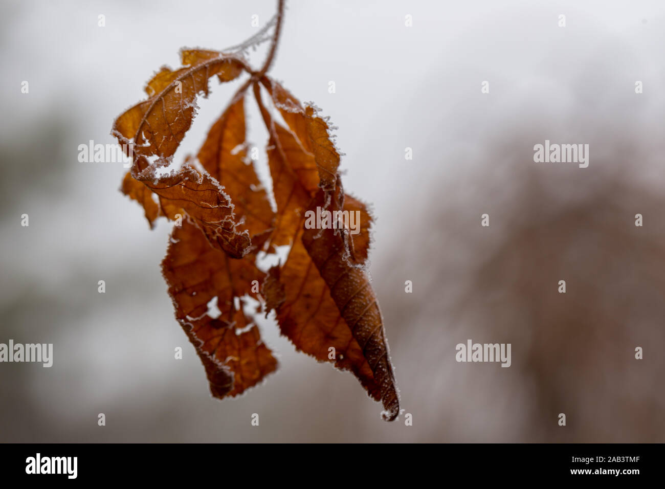 Wood frozen season hi-res stock photography and images - Alamy
