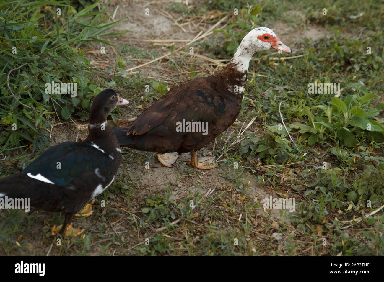 Rural animal life hi-res stock photography and images - Alamy