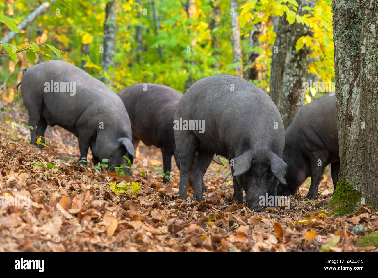 Pigs eating hi-res stock photography and images - Alamy