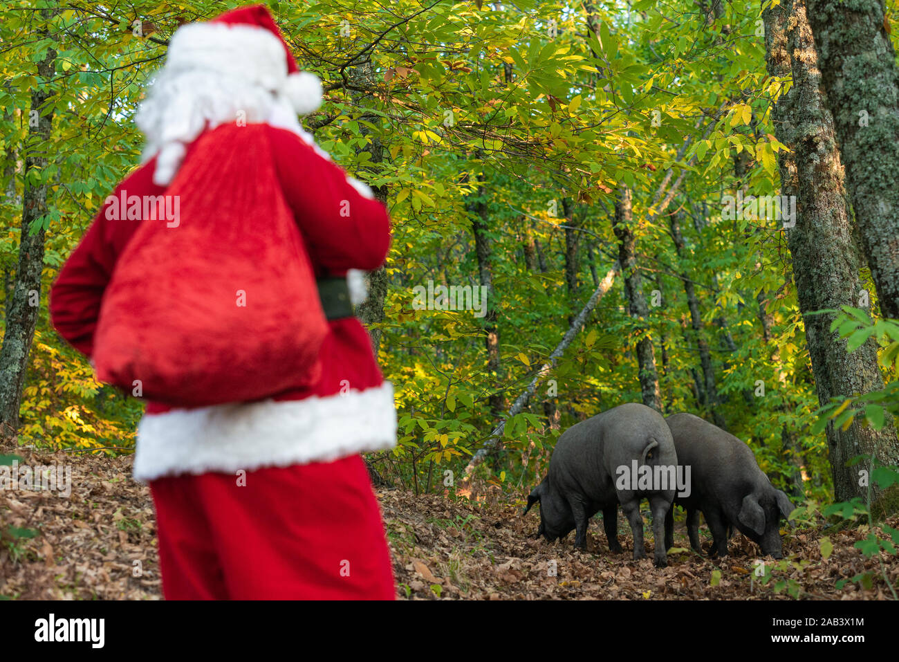 Santa Claus blurred looking pigs Stock Photo - Alamy