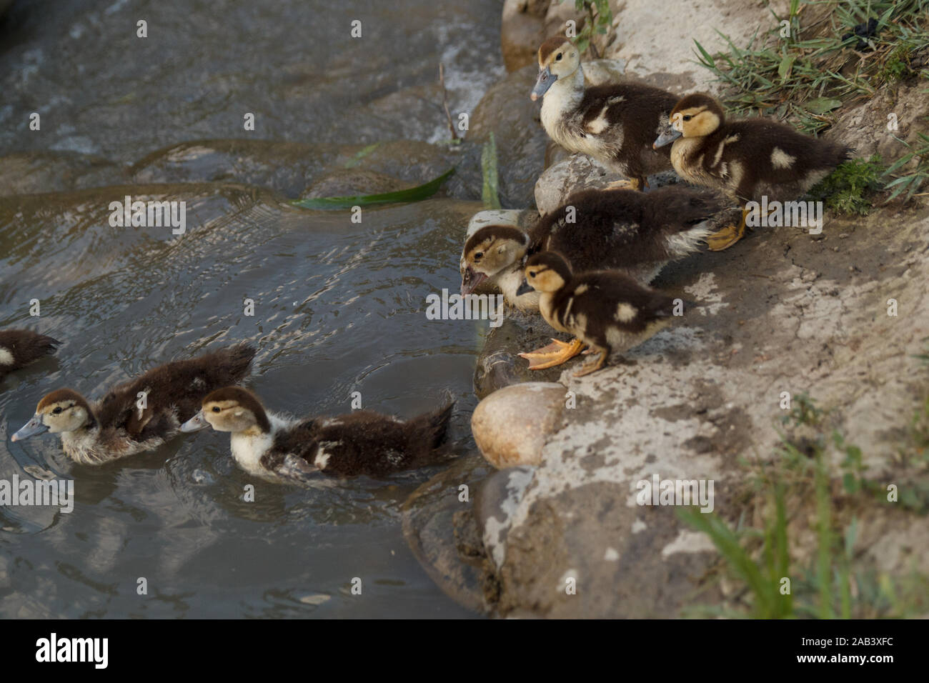 Little ducklings going into the water to swim. Poultry farming. Rural ...