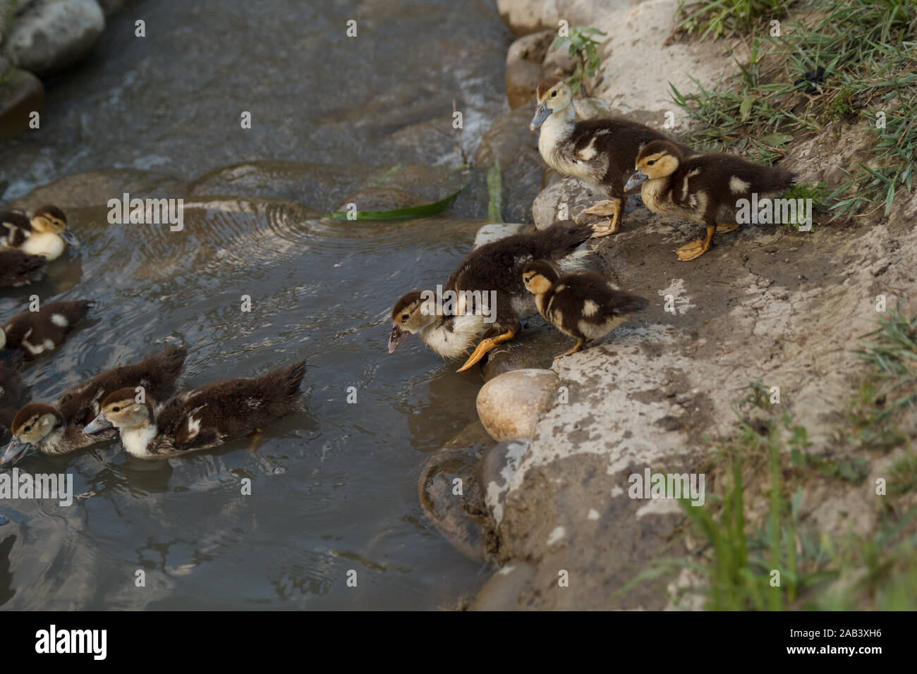 Little ducklings going into the water to swim. Poultry farming. Rural ...