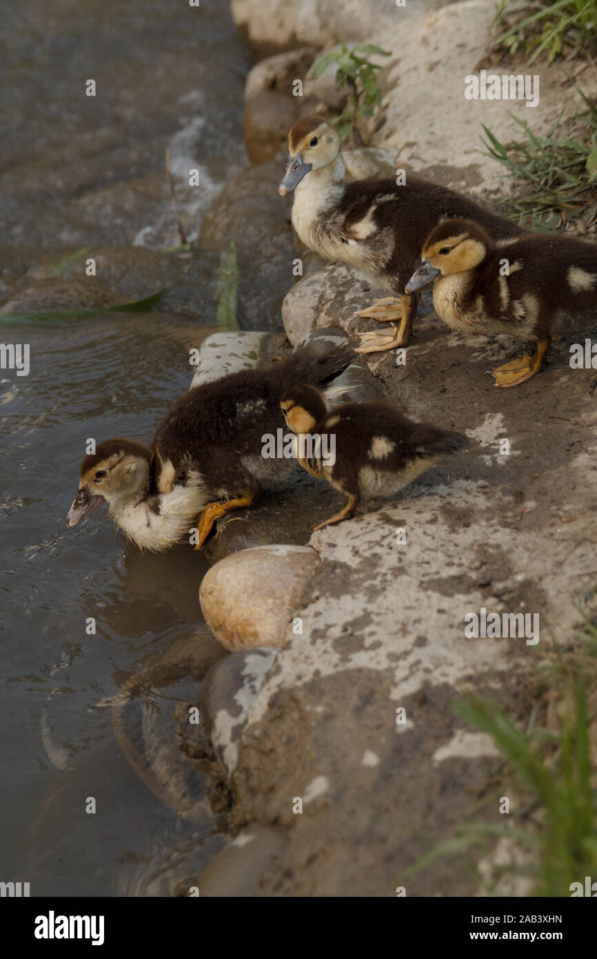 Little ducklings going into the water to swim. Poultry farming. Rural ...