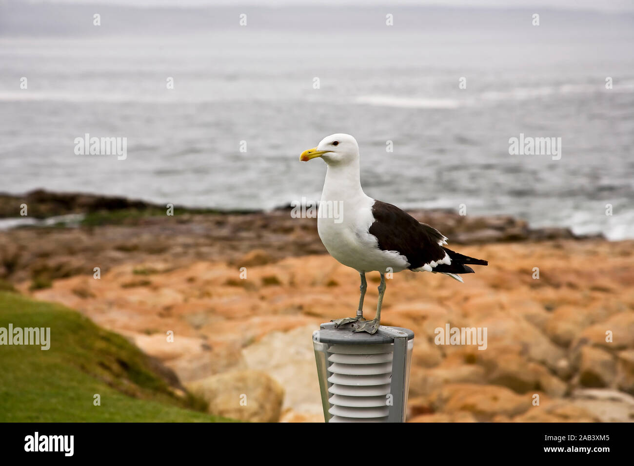 Tagged seagull hi-res stock photography and images - Alamy