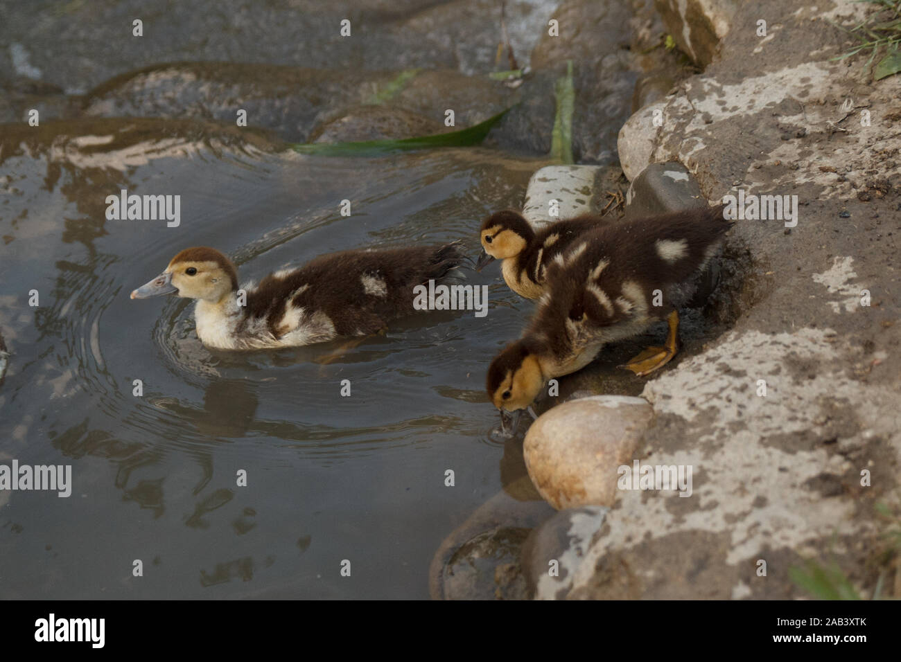 Little ducklings going into the water to swim. Poultry farming. Rural ...