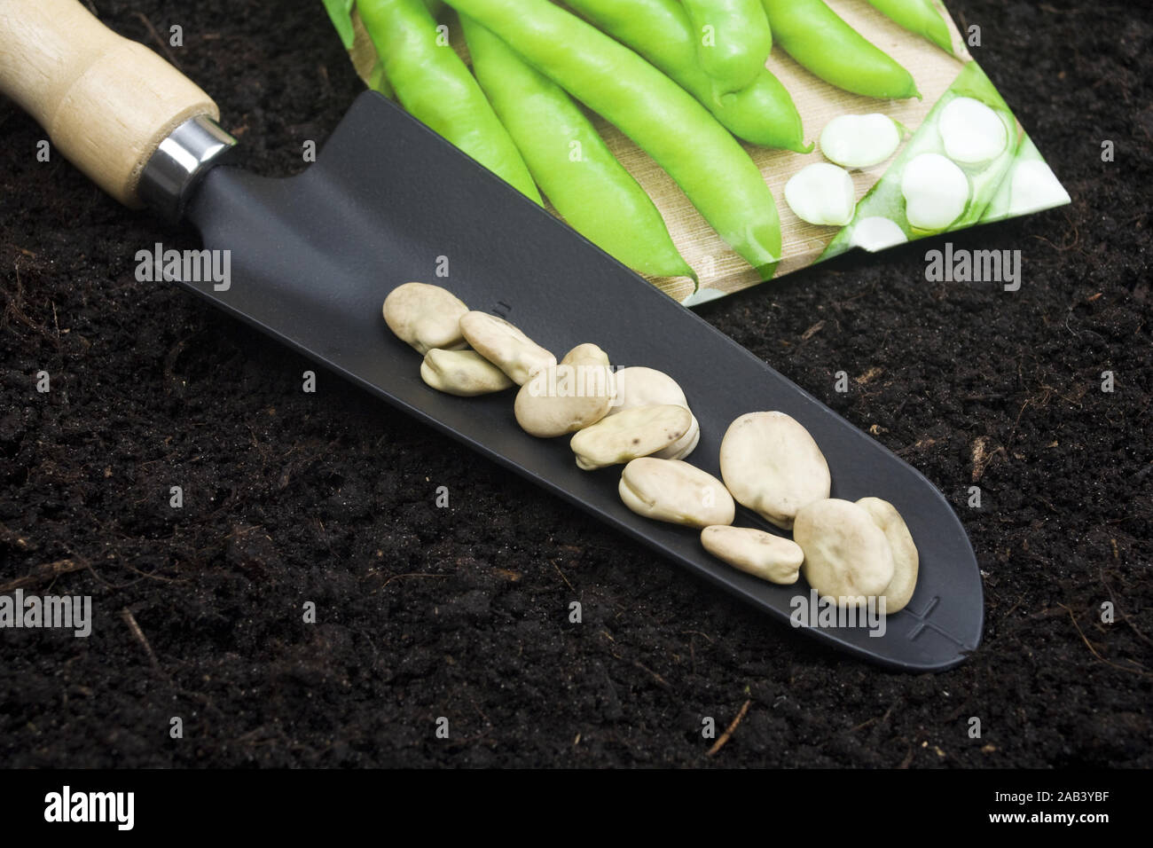 Bohnensamen mit Schaufel |Bean seeds with shovel| Stock Photo - Alamy