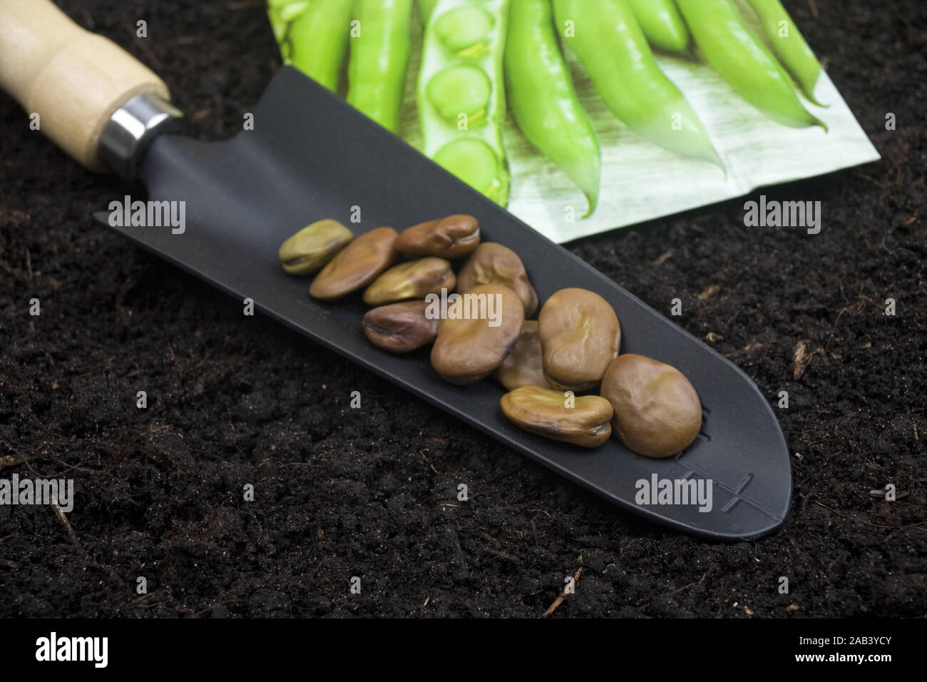 Bohnensamen hi-res stock photography and images - Alamy