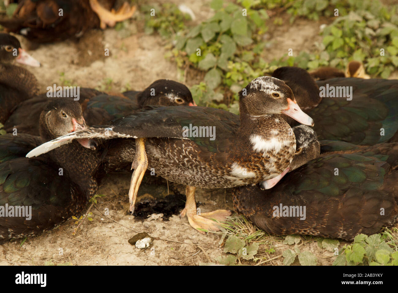 Several ducks sleeping together on meadow. Duck is trying to fly away ...