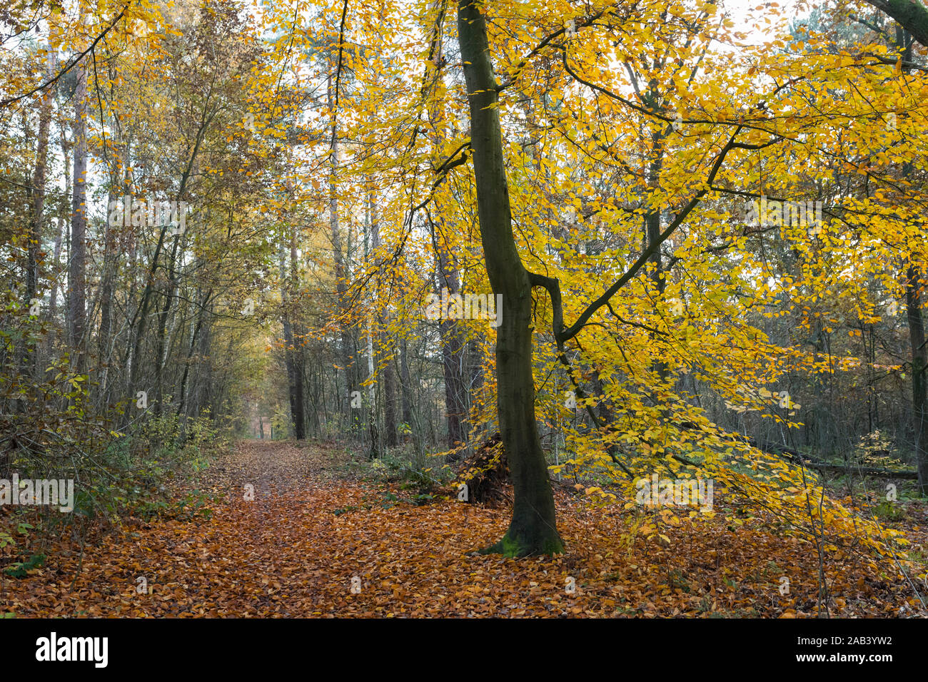 Colorful beech trees in a forest at nature reserve "Leudal" in autumn ...