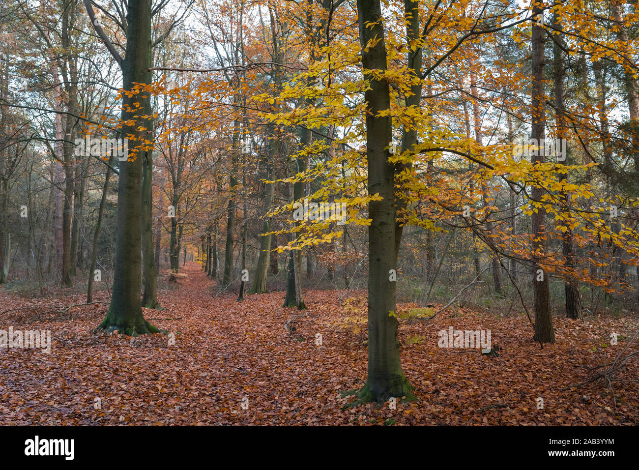 Colorful beech trees in a forest at nature reserve "Leudal" in autumn ...