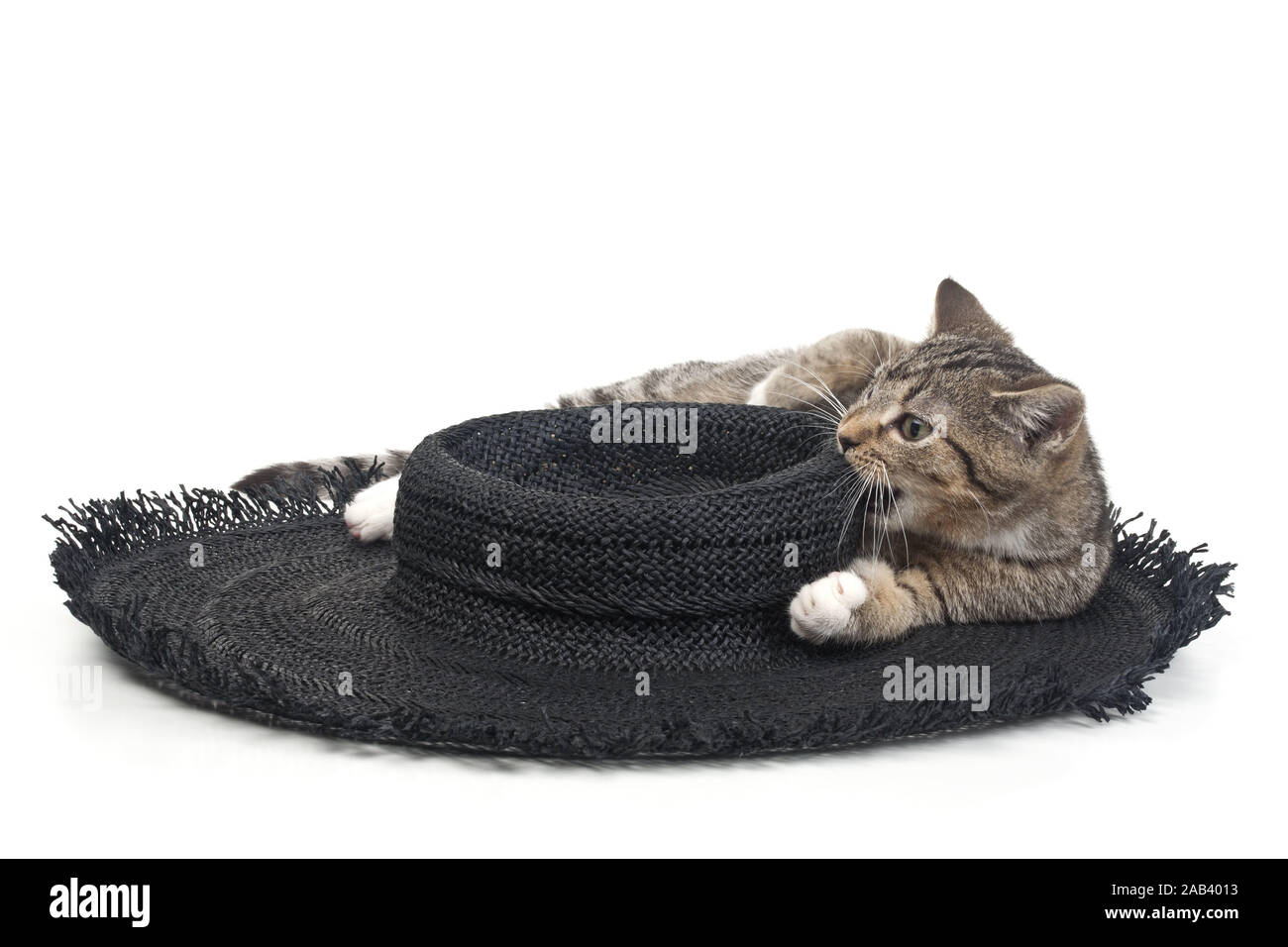 Junge Katze mit einem schwarzen Hut |Young cat with a black hat| Stock ...