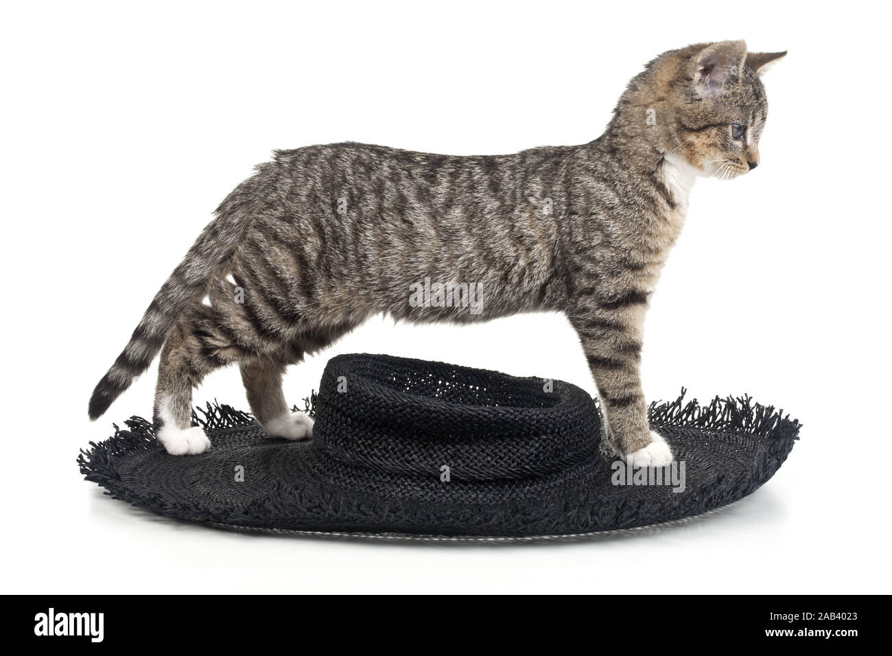 Junge Katze mit einem schwarzen Hut |Young cat with a black hat| Stock ...