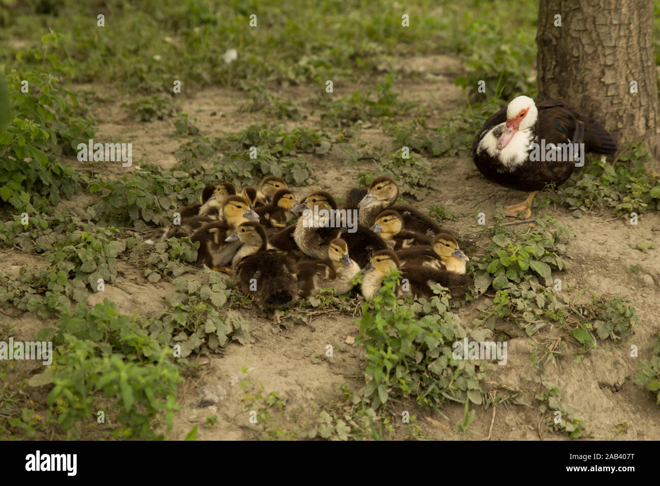 Mother duck with her ducklings in green garden under the tree. Poultry ...