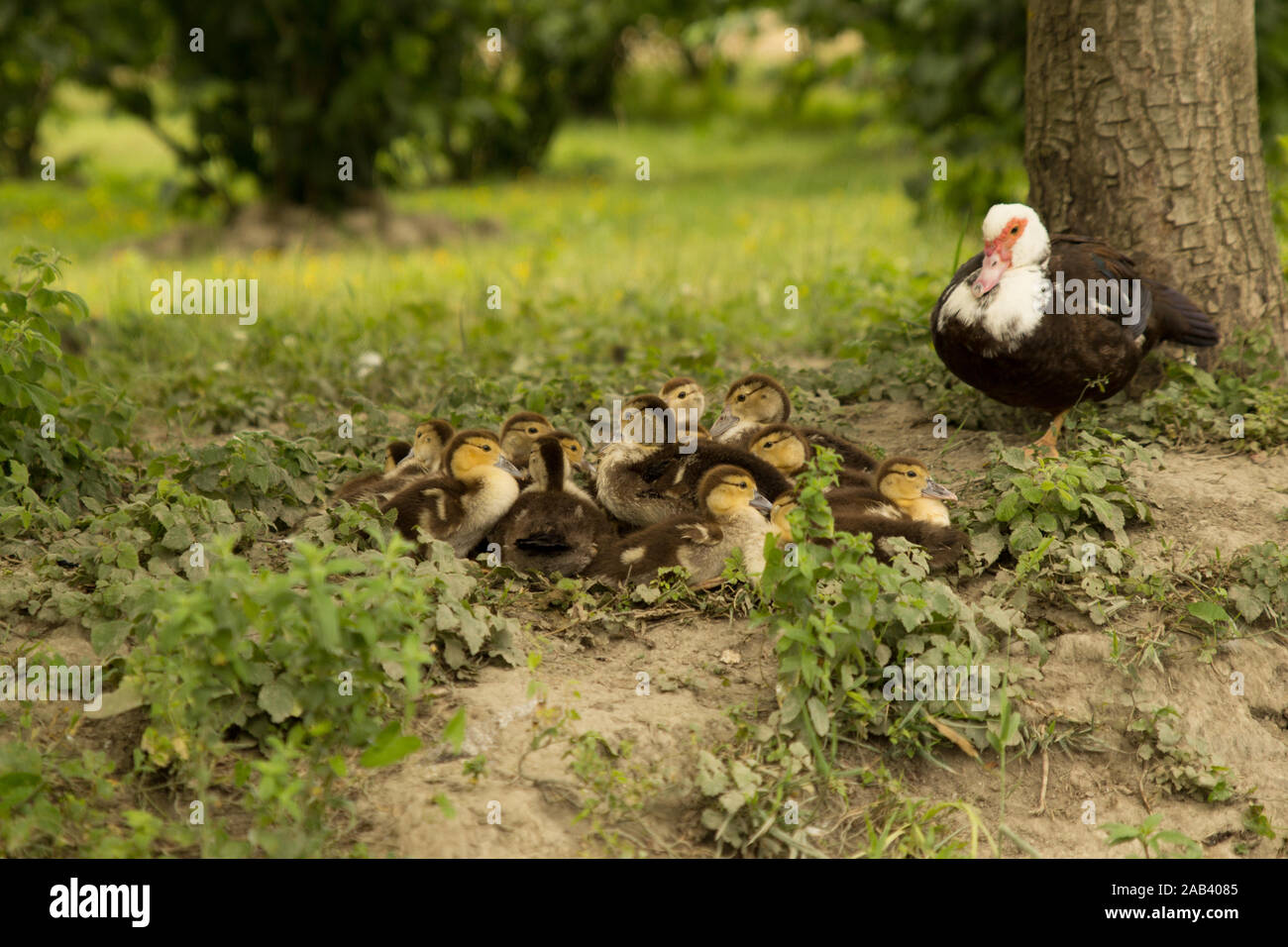 Mother duck with her ducklings in green garden under the tree. Poultry ...