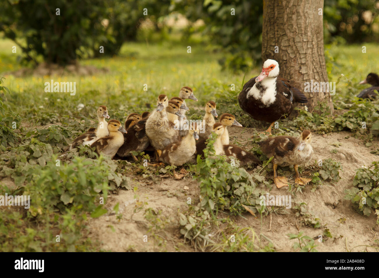 Mother duck with her ducklings in green garden under the tree. Poultry ...