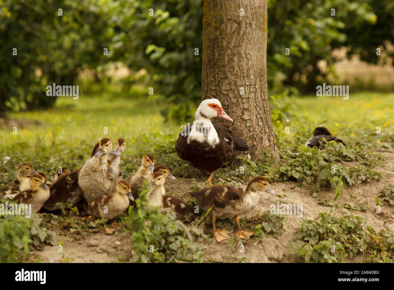 Mother duck with her ducklings in green garden under the tree. Poultry ...
