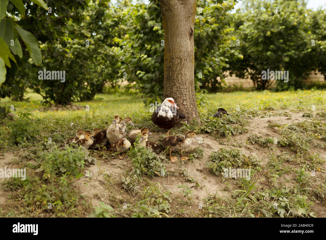 Mother duck with her ducklings in green garden under the tree. Poultry ...