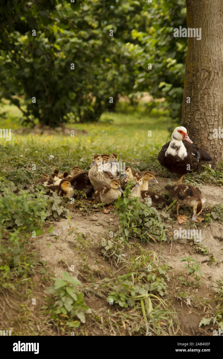 Mother duck with her ducklings in green garden under the tree. Poultry ...
