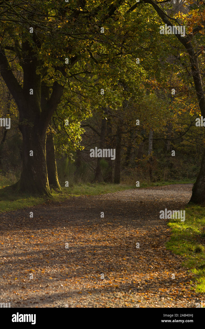 the sunlight breaking through the trees lighting the path ahead with ...