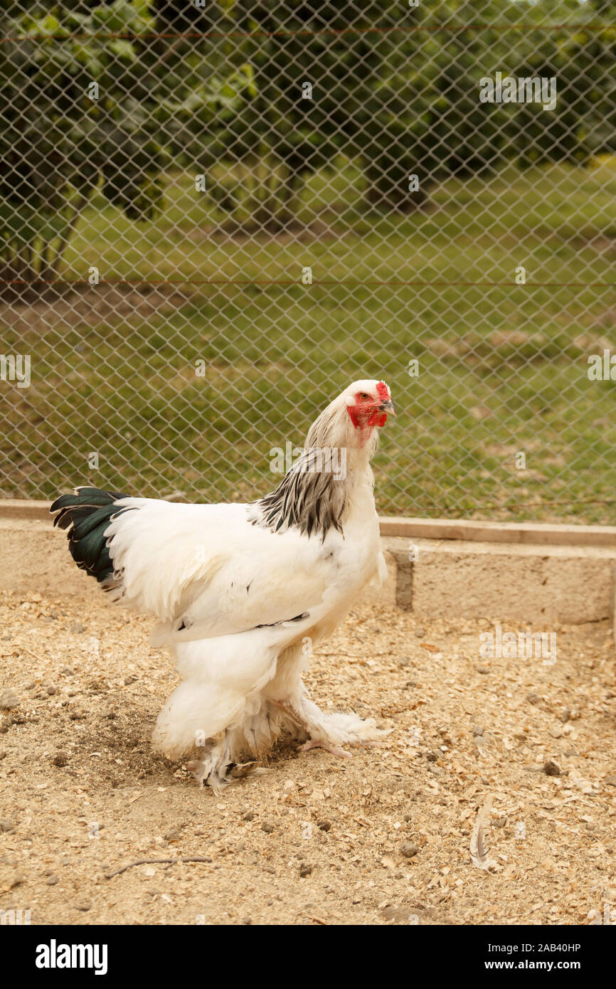 White tall australorp rooster in the chickens enclosure. Poultry ...