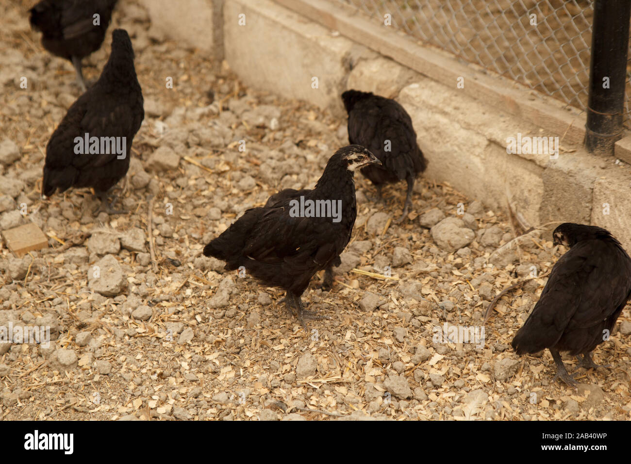 Some black little chickens. Poultry farming. Rural life Stock Photo - Alamy
