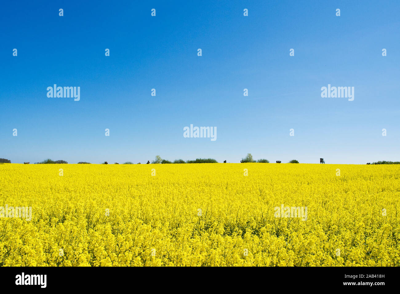 Raps anbau hi-res stock photography and images - Alamy