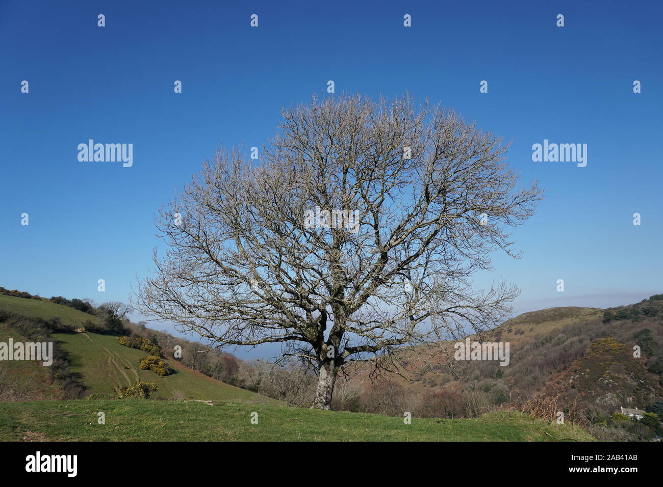 Isolated tree growing on Exmoor, Devon, England, UK Stock Photo - Alamy