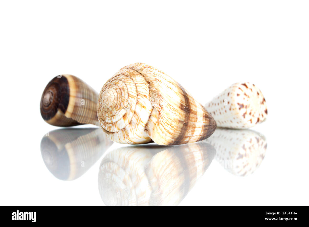 Muscheln muscheln hi-res stock photography and images - Alamy