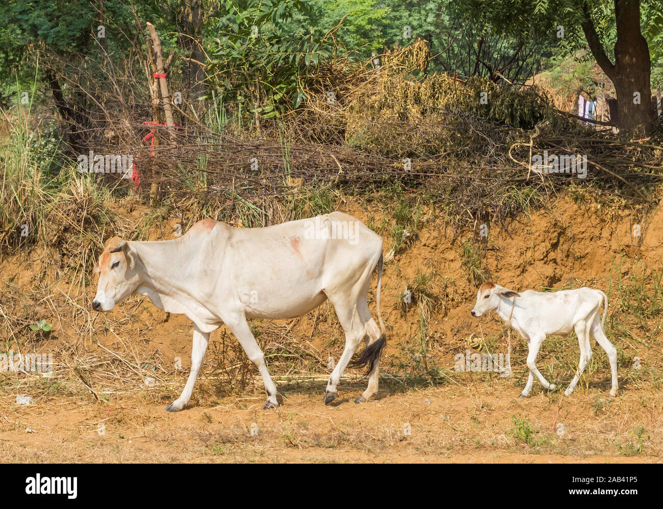 Zebu cow with little calf in a village in Rajasthan, India Stock Photo ...