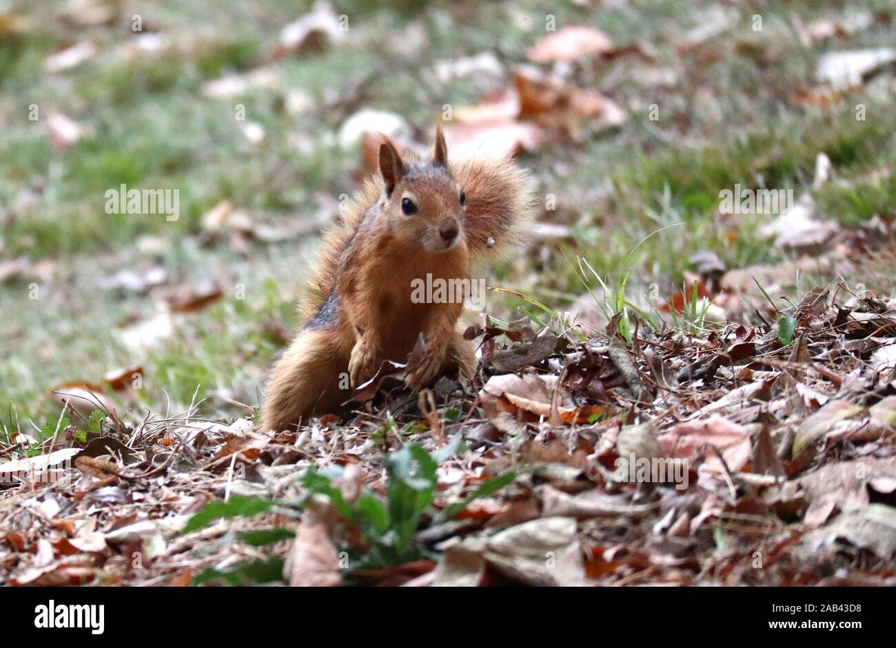 Istanbul, Turkey. 25th Nov, 2019. A squirrel is seen at Emirgan Park in ...