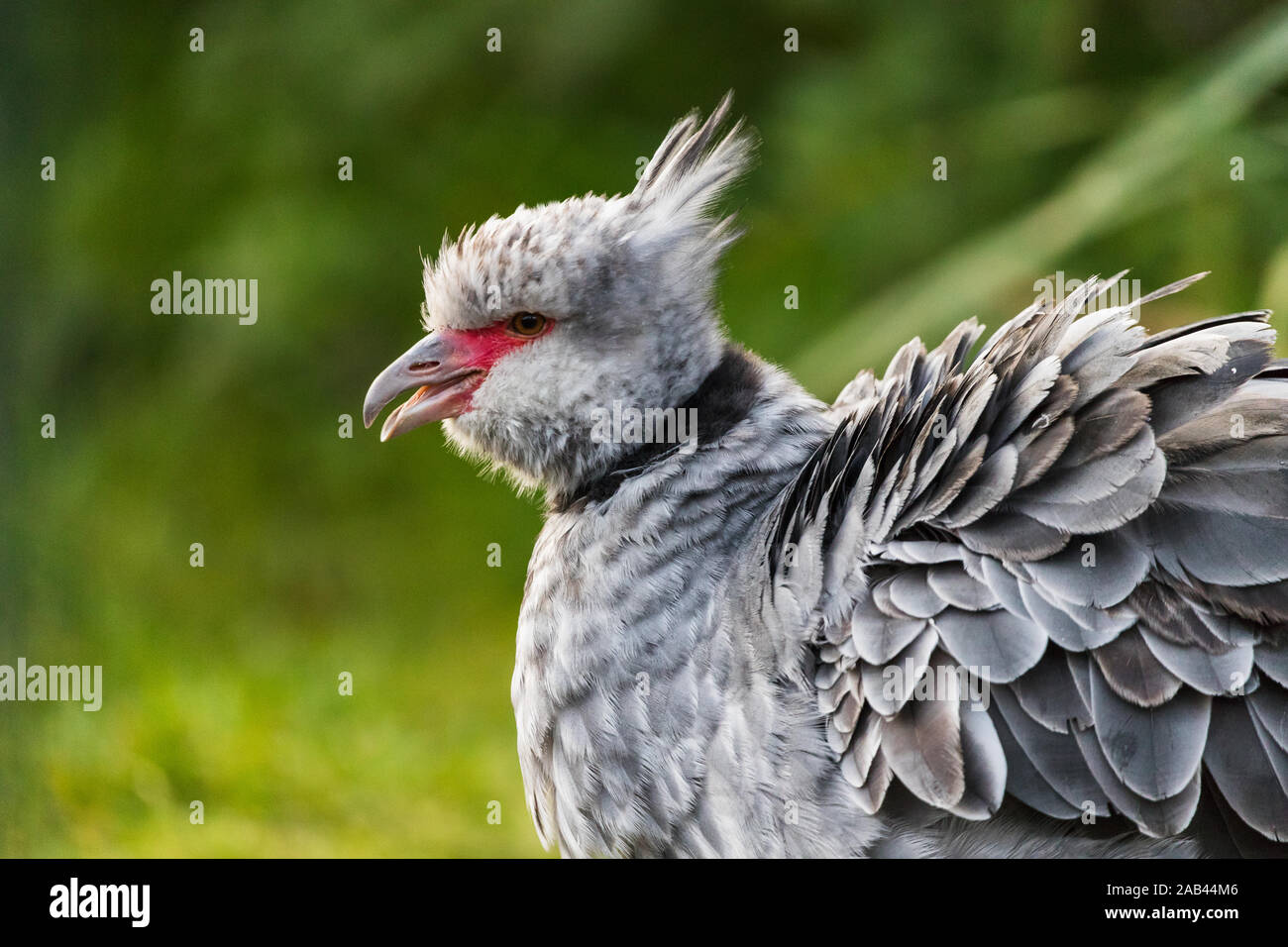 A sideview of a Crested screamer with its beak open captured in ...