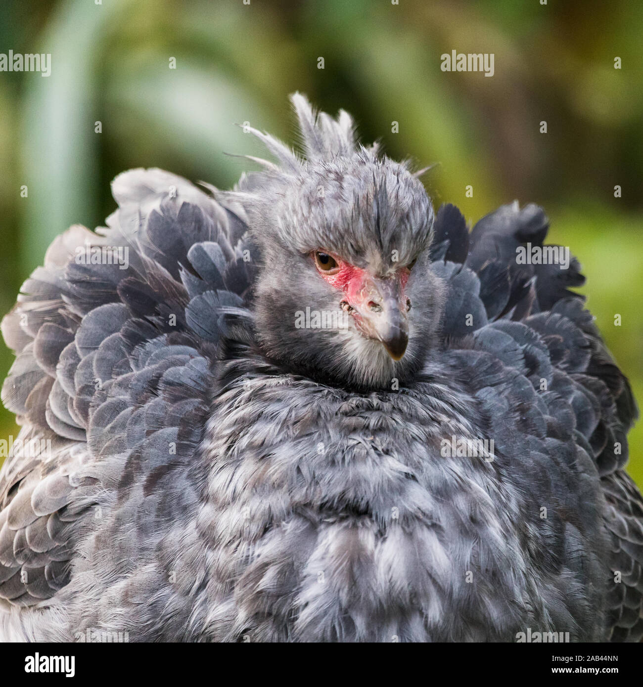 A square crop of a Crested screamer facing the camera Stock Photo - Alamy