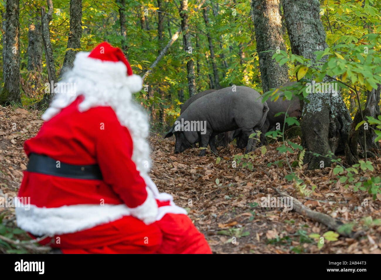 Santa Claus blurred looking pigs Stock Photo - Alamy