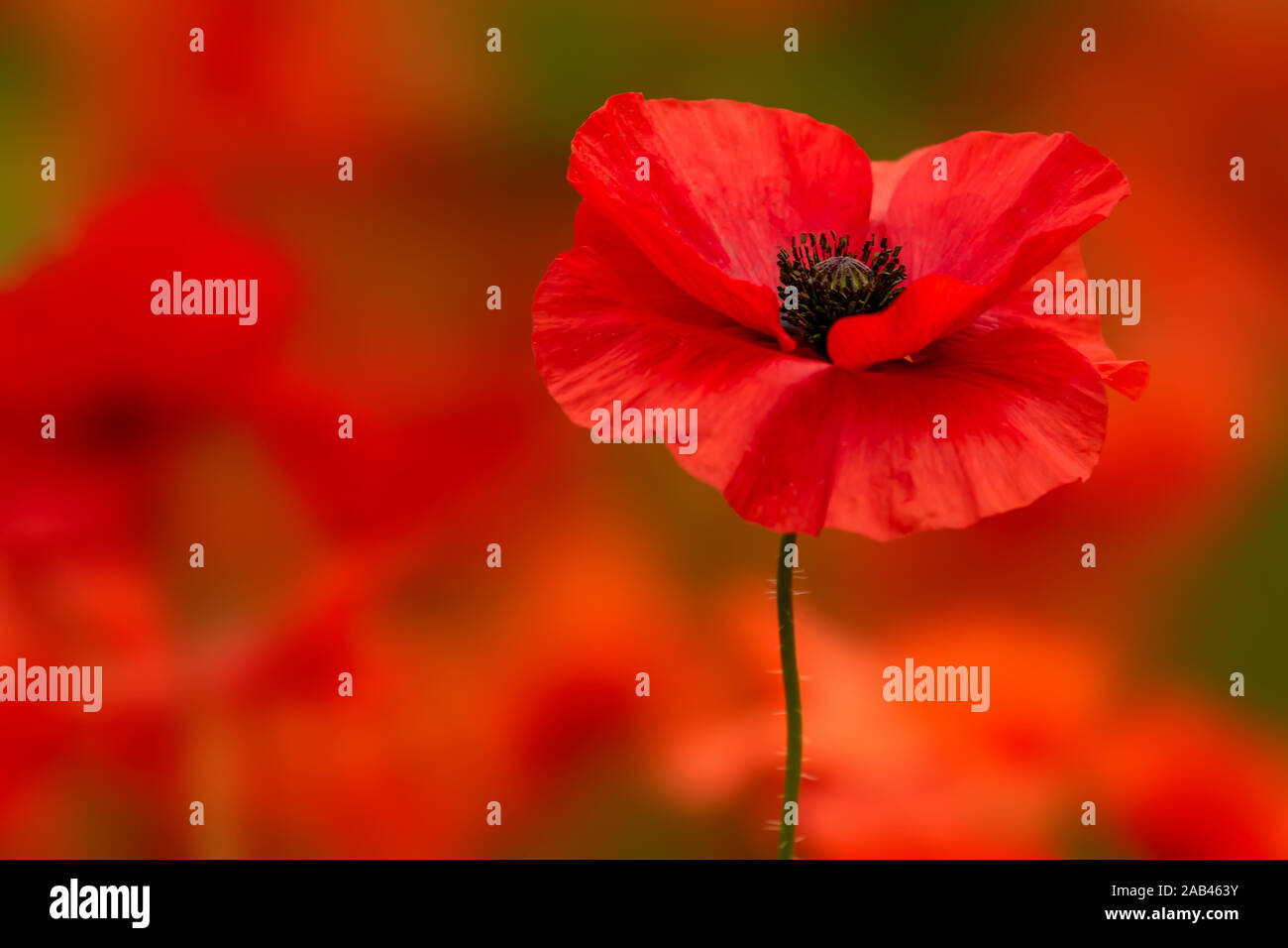 Single red poppy in a field of poppies with blurred background Stock ...