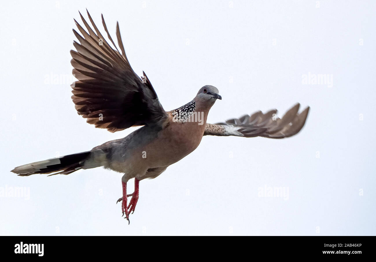 Closeup Spotted Dove Flying in The Air Isolated on Clear Sky Stock ...