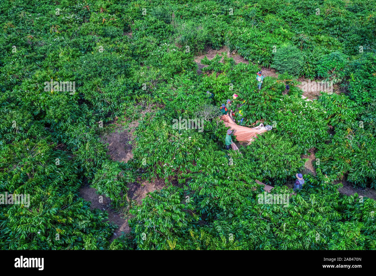 Aerial view of farmer harvest coffee bean in farm, Buon Me Thuot ...