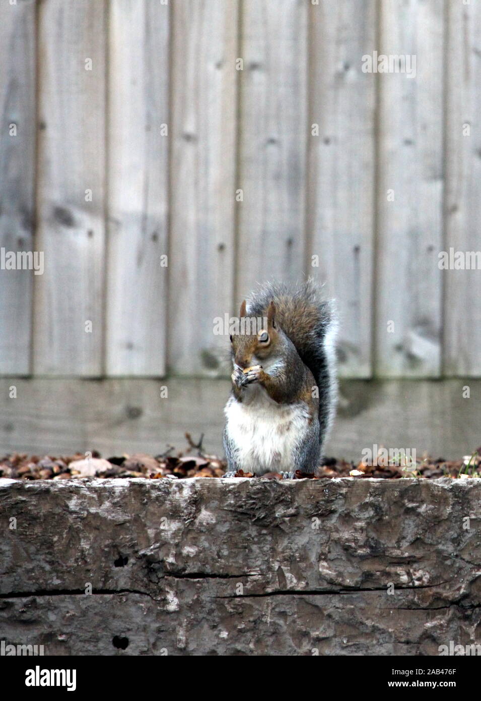 A photograph of a squirrel eating acorns in a natural outdoor garden ...